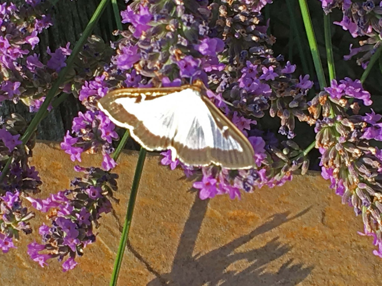 Box Moth on Lavender – EBTS UK