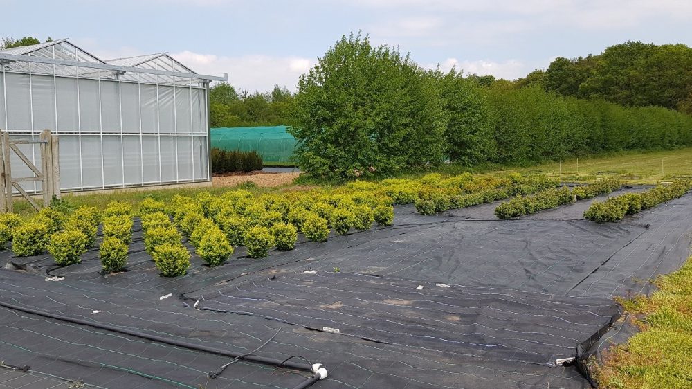 RHS Box Moth research, a qualified result – EBTS UK