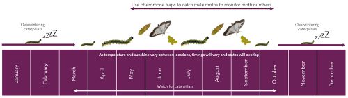 Box Tree Moth & Caterpillar – EBTS UK