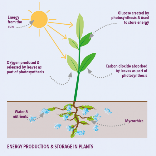 1 Energy production and storage in plants – EBTS UK